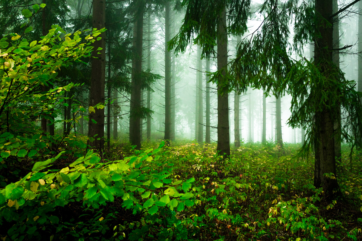 Wälder - Fotografieren im Harz